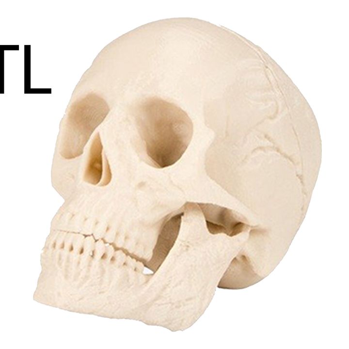 3D Printable skull 3d print human 3D print model by ben nesh