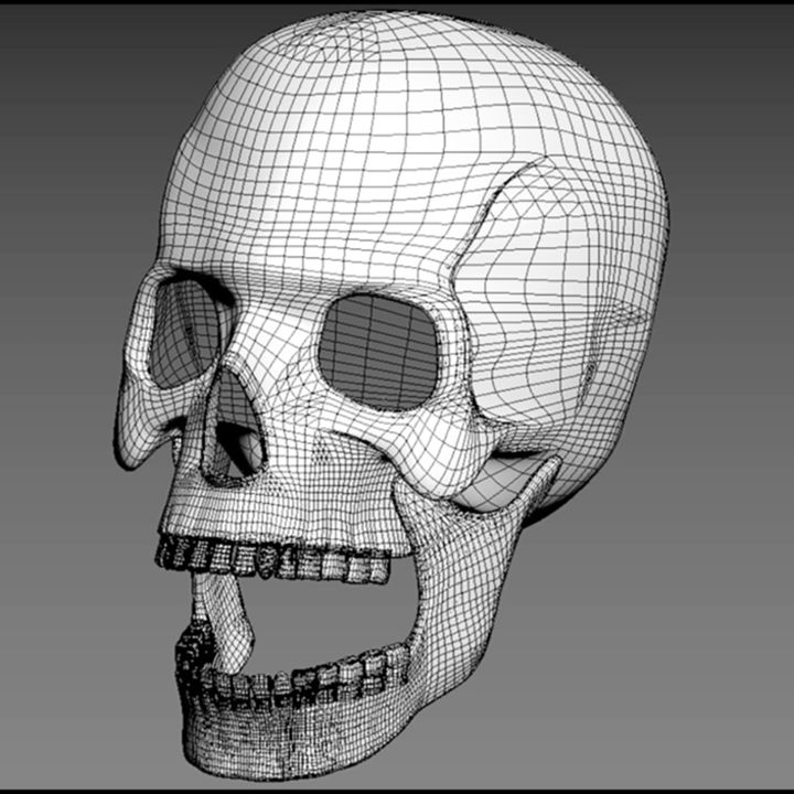 3D Printable skull 3d print human 3D print model by ben nesh