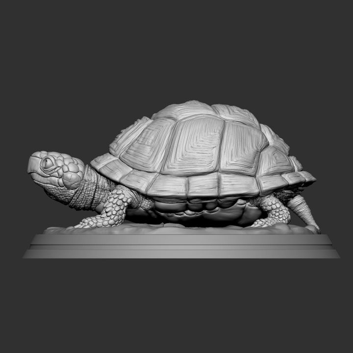 3D Printable Box Turtle by YD STUDIO