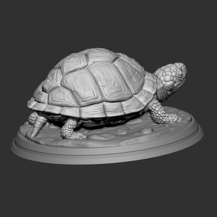 3D Printable Box Turtle by YD STUDIO