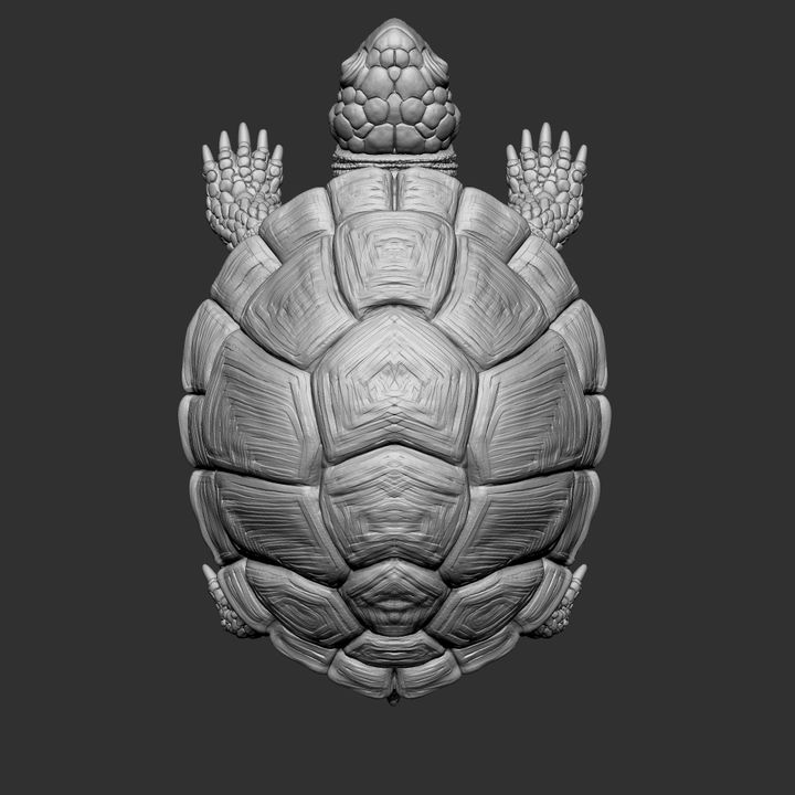 3D Printable Box Turtle by YD STUDIO