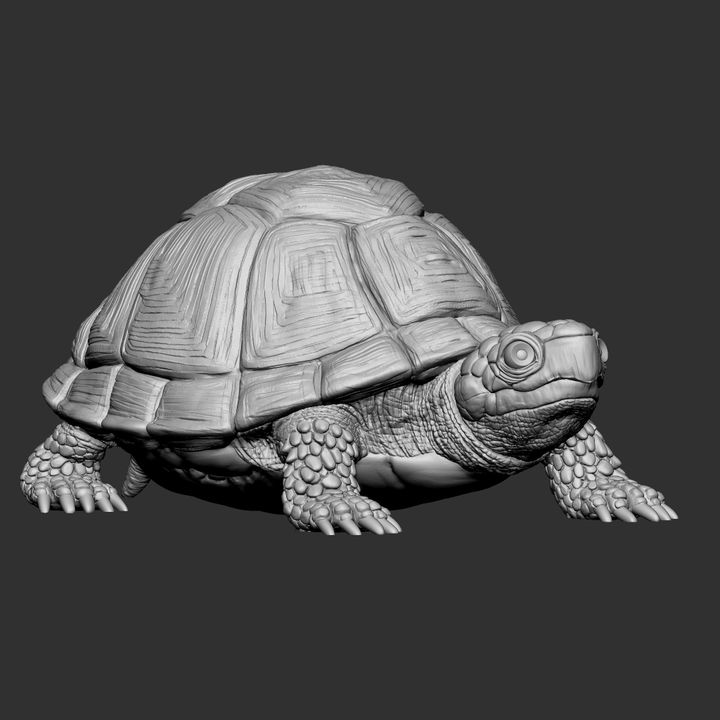 3D Printable Box Turtle by YD STUDIO
