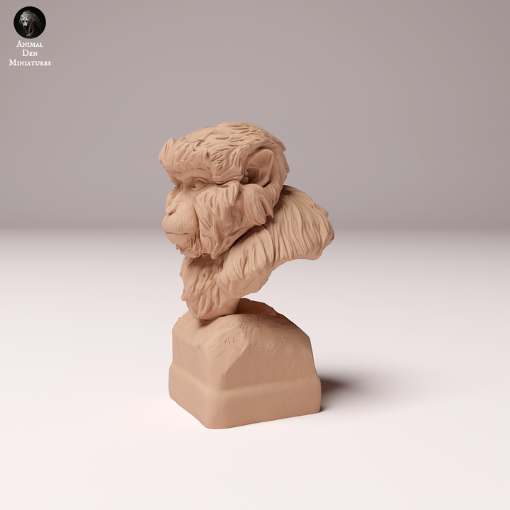 3D Printable Japanese Macaque Bust by Animal Den Miniatures