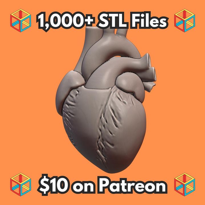 Descargar Education Model Human Heart Anatomical Structure for Medical ...