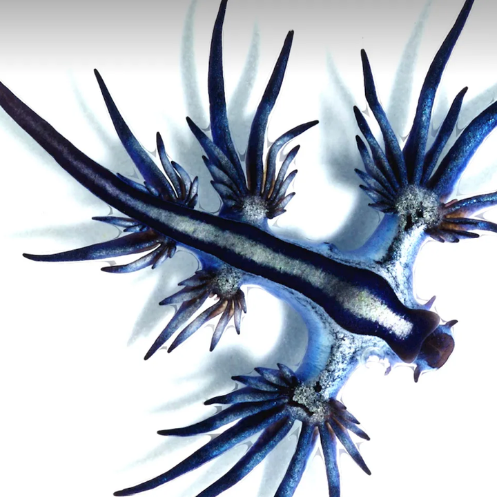 3D Printable Blue Dragon Sea Slug by ENIQUE3D