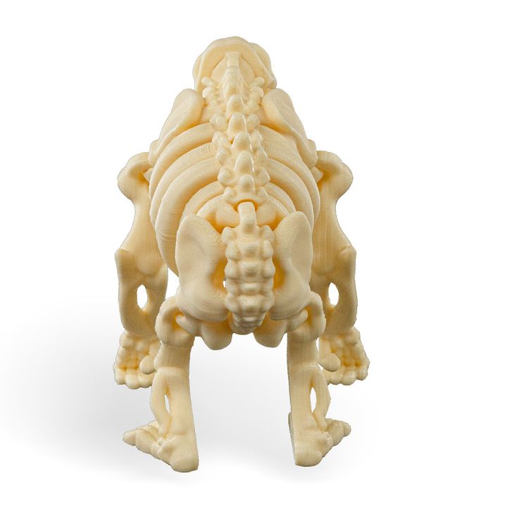 3D Printable Skeleton Chimp by Stlflix