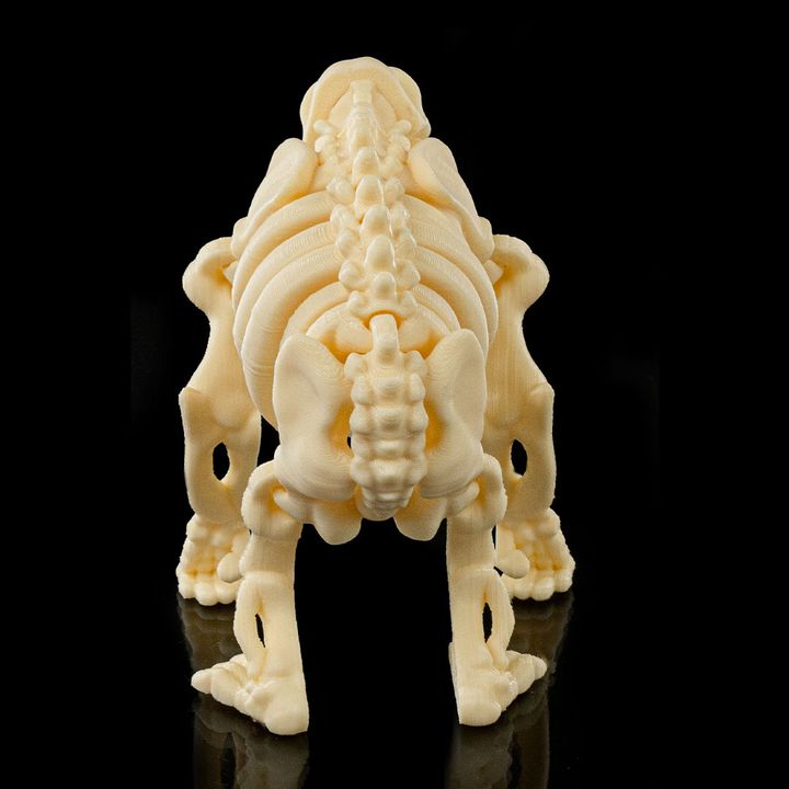 3D Printable Skeleton Chimp by Stlflix