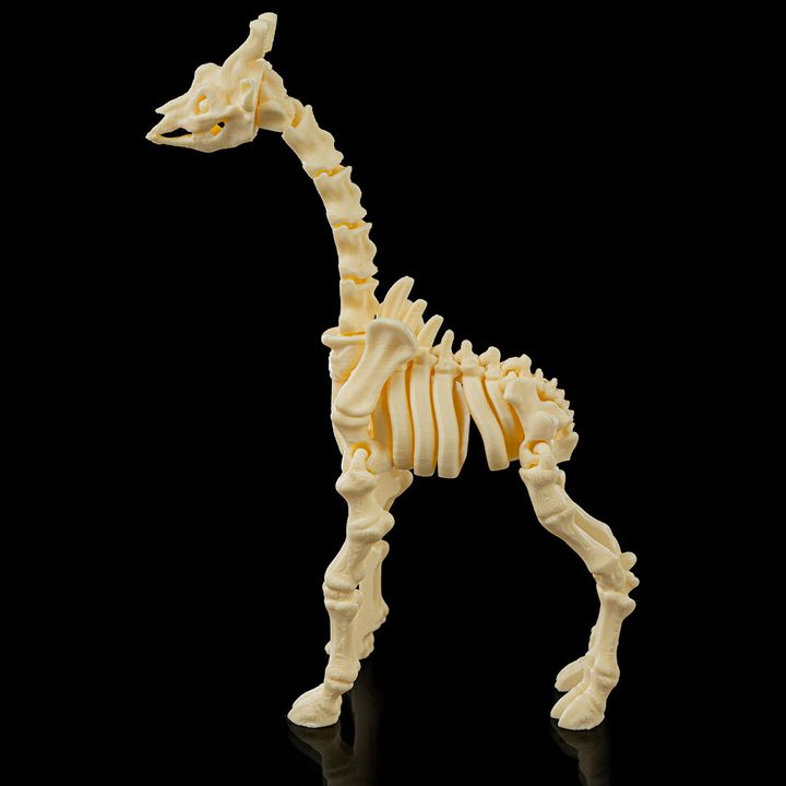 3D Printable Skeleton Giraffe by Stlflix