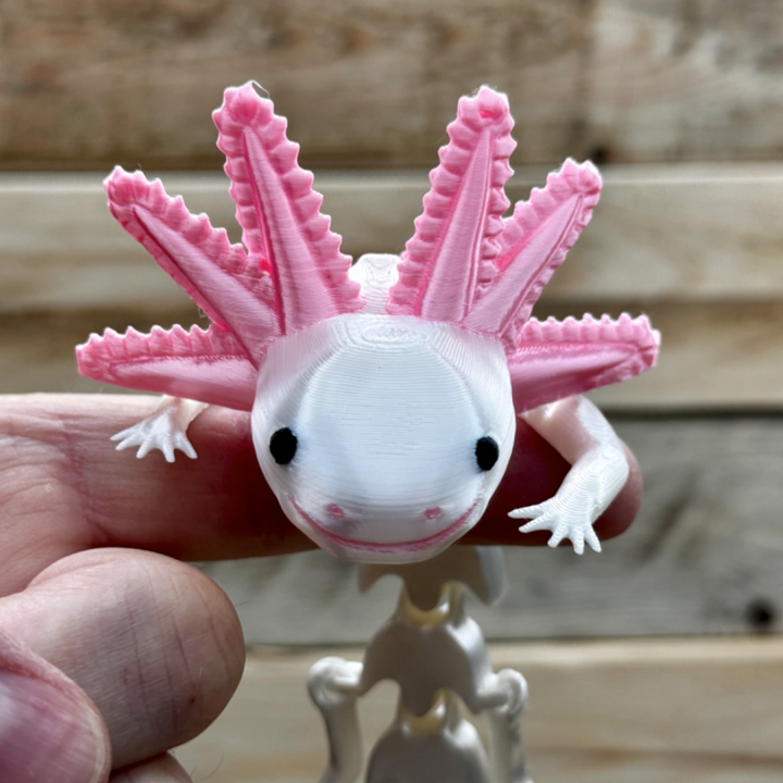 3D Printable Articulated Axolotl by ENIQUE3D