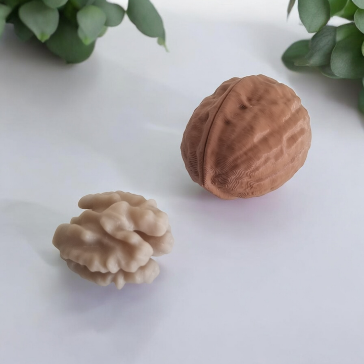 3D Printable Walnut (with Hinge and Seed) by Boby Green Creations