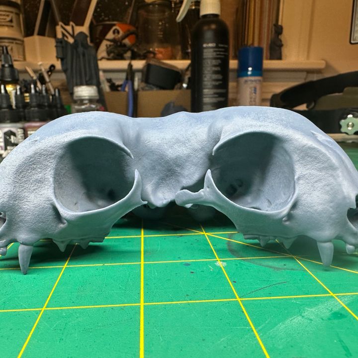 3D Printable Conjoined Domestic Cat Skull by Lantern Lore
