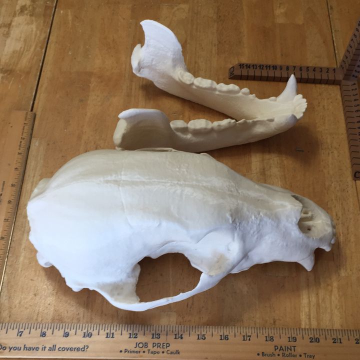 3D Printable Bear Skull by Star Labs 3D, LLC