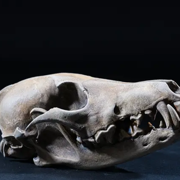 3D Printable Coyote Skull by Lantern Lore