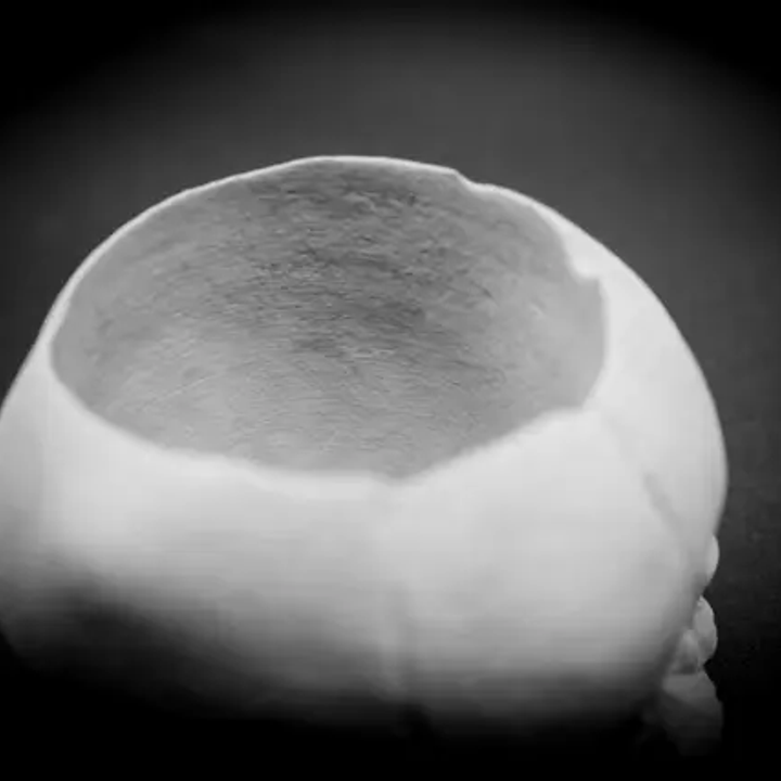 3D Printable Conjoined Fetal Skull Pot by Lantern Lore