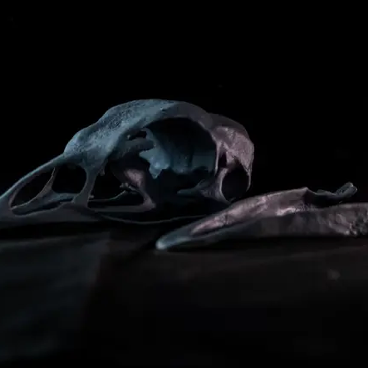 3D Printable Turkey Skull by Lantern Lore