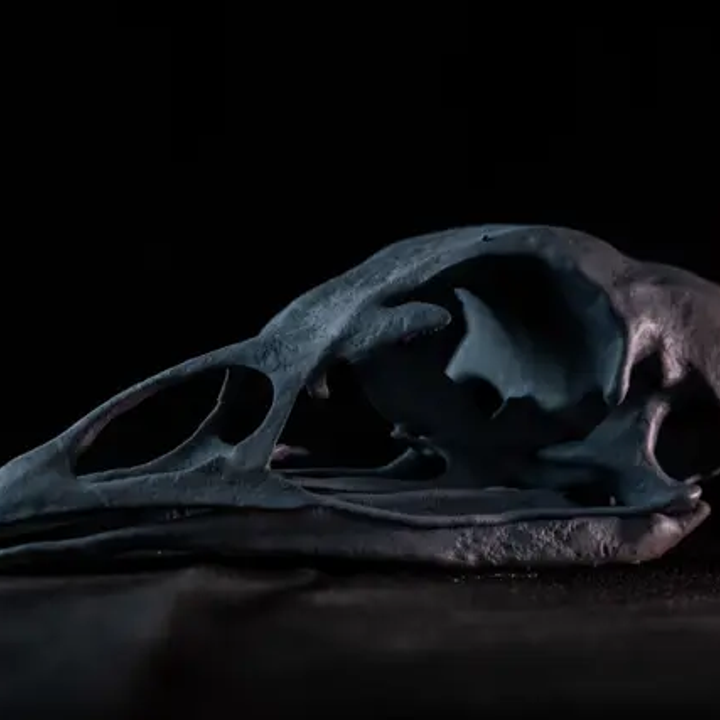 3D Printable Turkey Skull by Lantern Lore