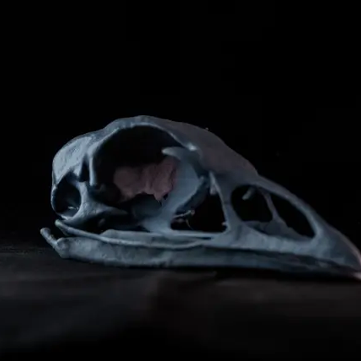 3D Printable Turkey Skull by Lantern Lore