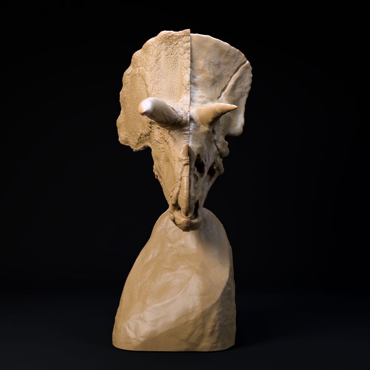 3D Printable Triceratops split skeleton bust - pre supported by Dino ...