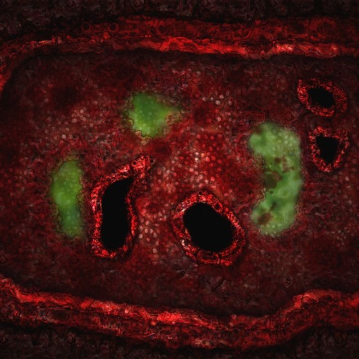 3D Printable Inside the Demon's Belly Map by Rhasmus Battlemaps