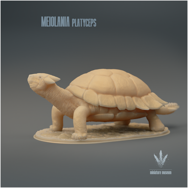 3D Printable Meiolania platyceps : The Tank Turtle by Miniature Museum