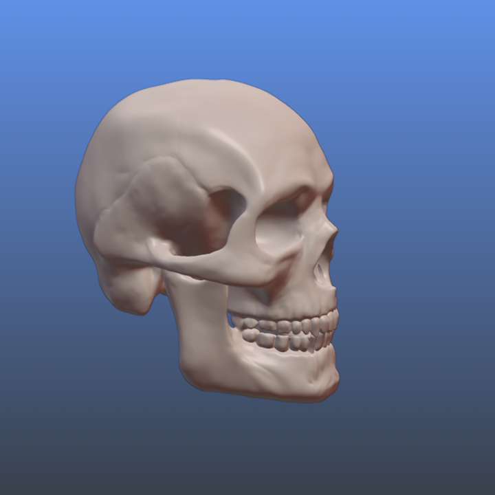 3D Printable Realistic Detailed Human Male Skull Model. Full scale and ...