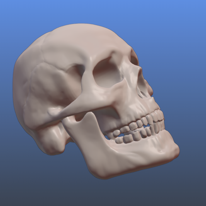3D Printable Realistic Detailed Human Male Skull Model. Full scale and ...