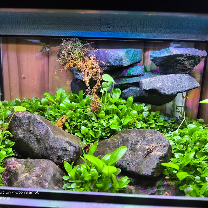 3D Printable Reptile fake rock cave background decoration by Green ...