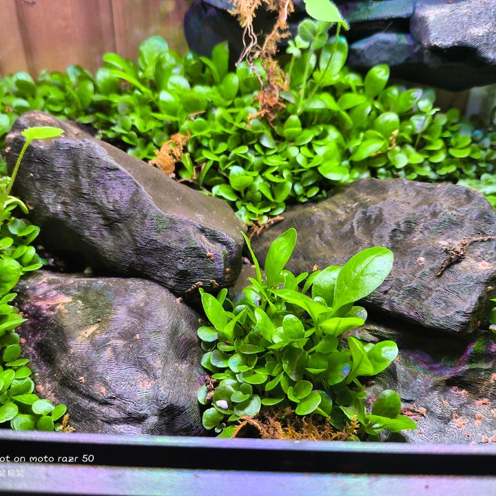 3D Printable Reptile fake rock cave background decoration by Green ...