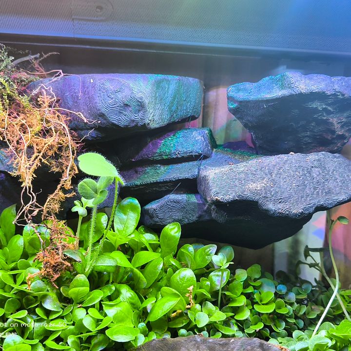 3D Printable Reptile fake rock cave background decoration by Green ...