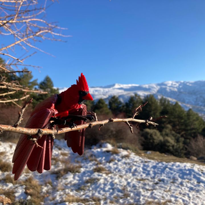 3D Printable Cardinal by I.magina 3d