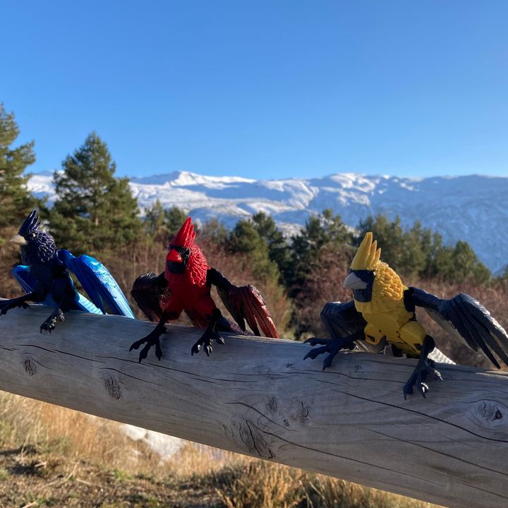 3D Printable Cardinal by I.magina 3d