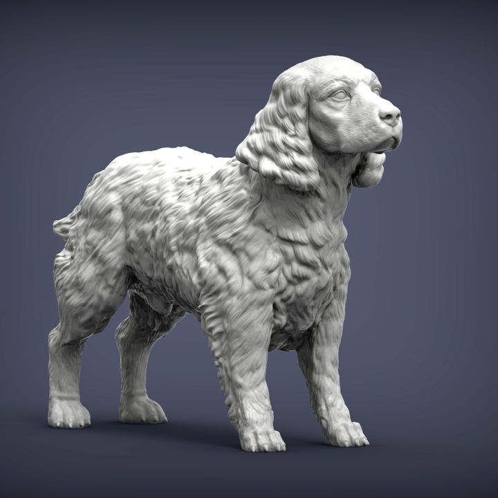 3D Printable English Springer spaniel by Alexander3dart