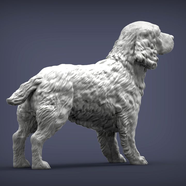 3D Printable English Springer spaniel by Alexander3dart
