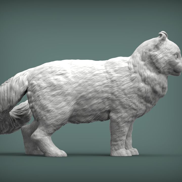3D Printable American curl by Alexander3dart