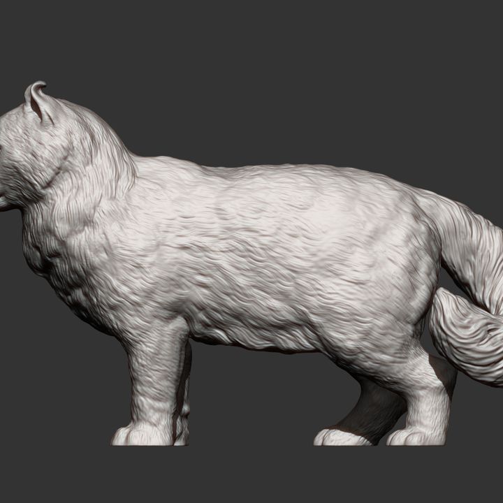 3D Printable American curl by Alexander3dart