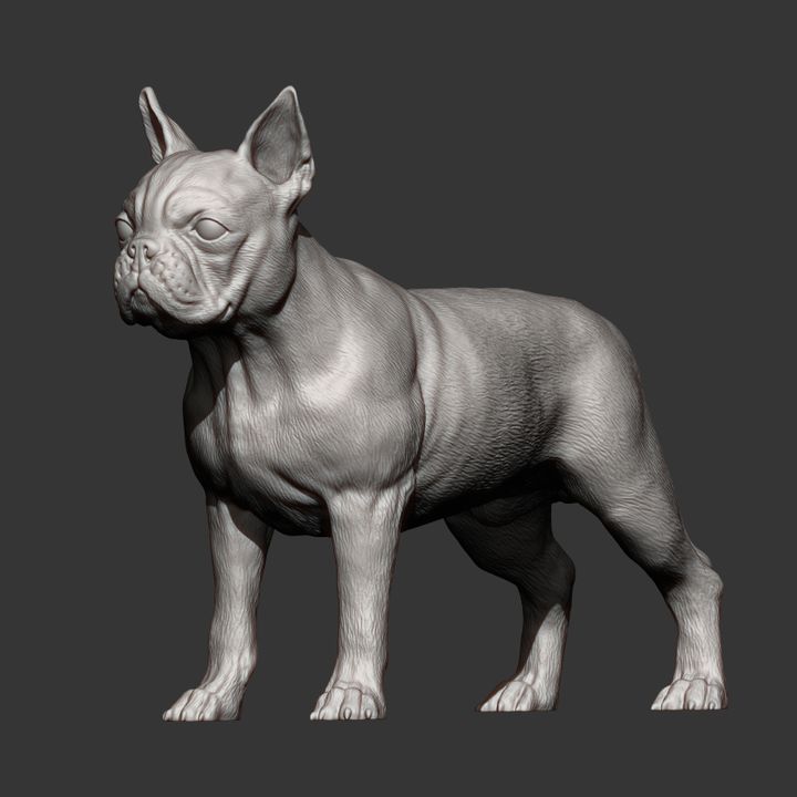 3D Printable Boston terrier by Alexander3dart