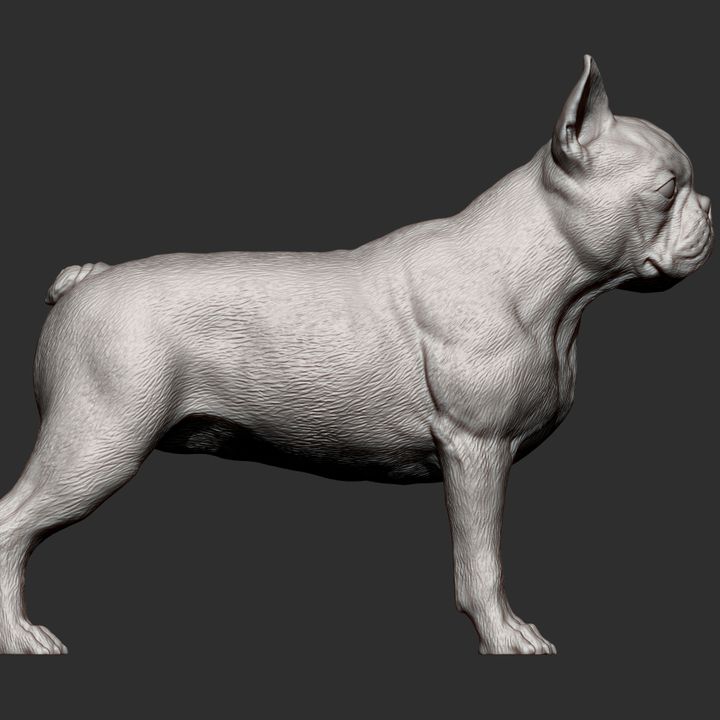 3D Printable Boston terrier by Alexander3dart