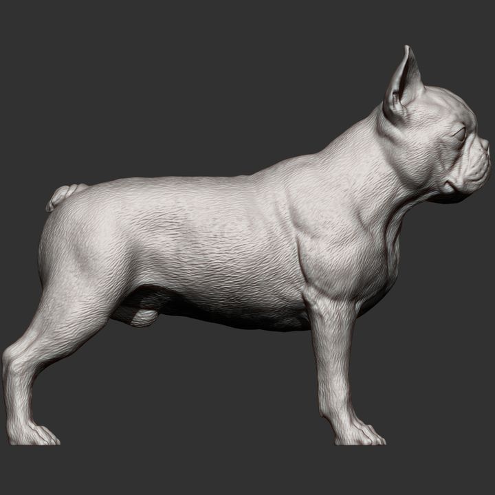 3D Printable Boston terrier by Alexander3dart