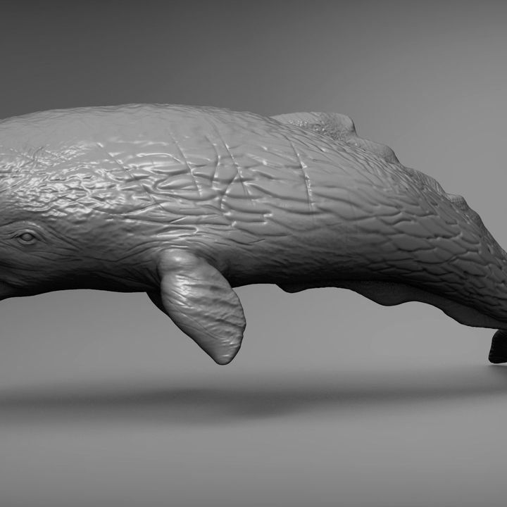3D Printable sperm-whale by Alexander3dart