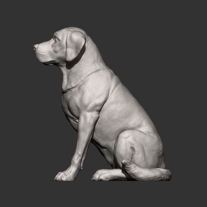 3D Printable Labrador by Alexander3dart