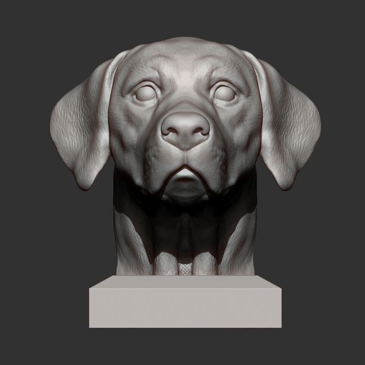 3D Printable Labrador bust of dog by AKUZMENKO
