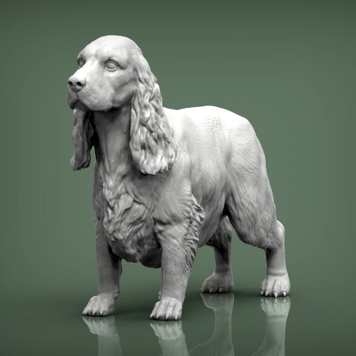 3D Printable English cocker spaniel sitting by Alexander3dart