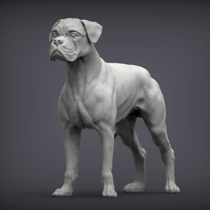 3D Printable Boxer dog by Alexander3dart
