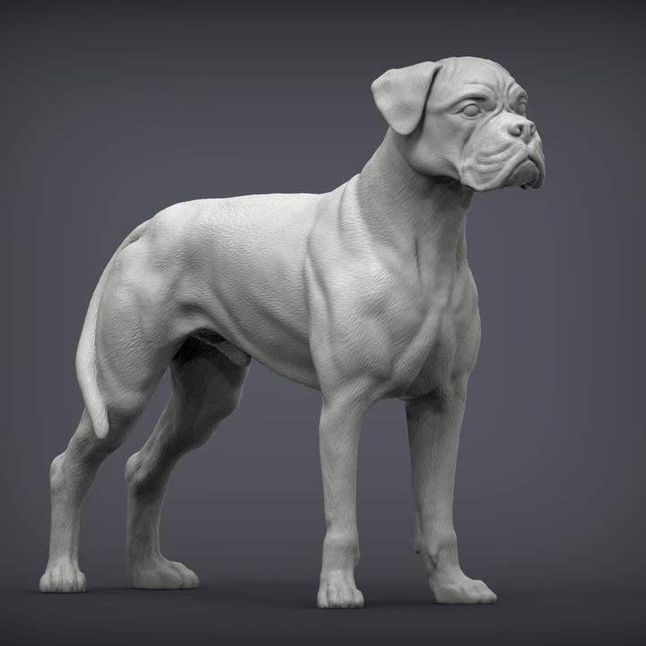 3D Printable Boxer dog by Alexander3dart