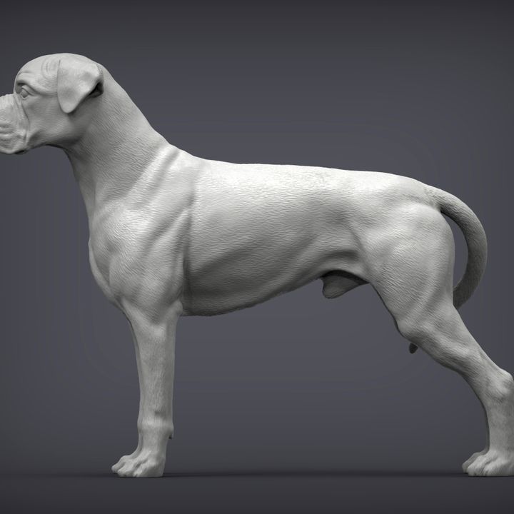 3D Printable Boxer dog by Alexander3dart