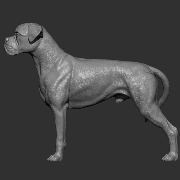 3D Printable Boxer dog by Alexander3dart