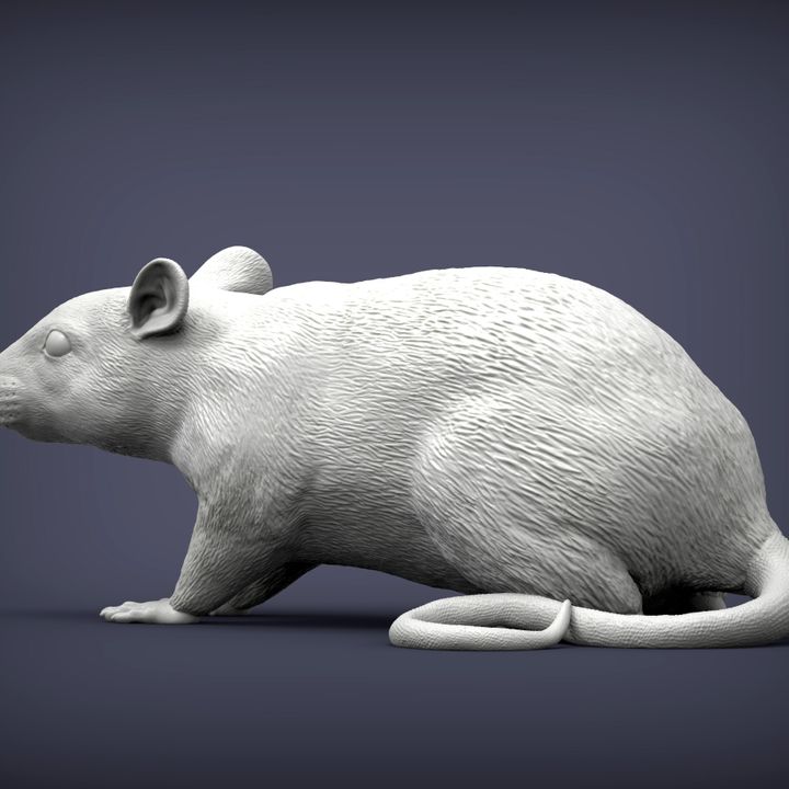 3D Printable rat by AKUZMENKO