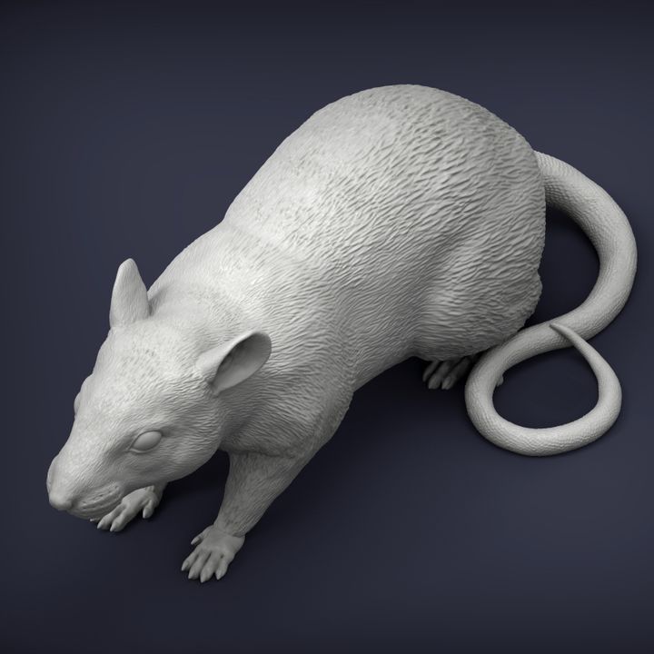 3D Printable rat by AKUZMENKO