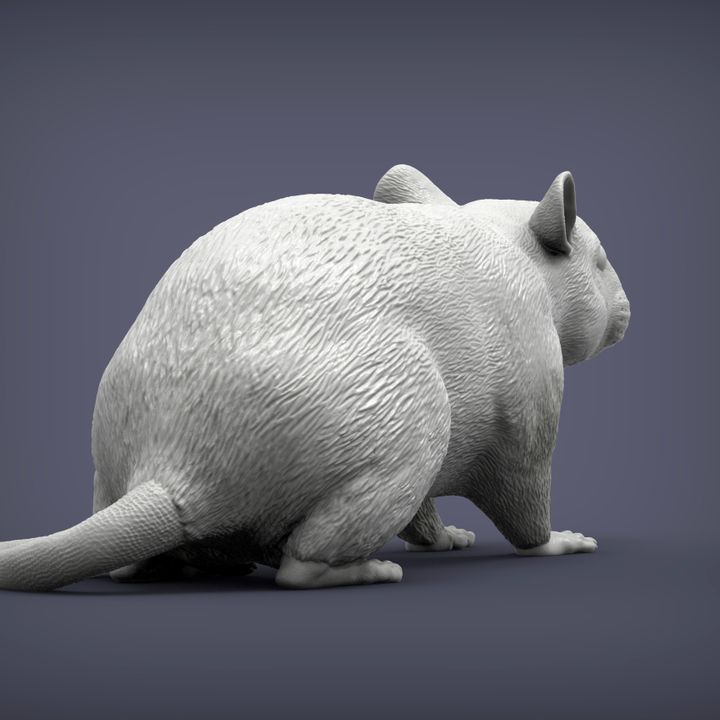 3D Printable rat by AKUZMENKO