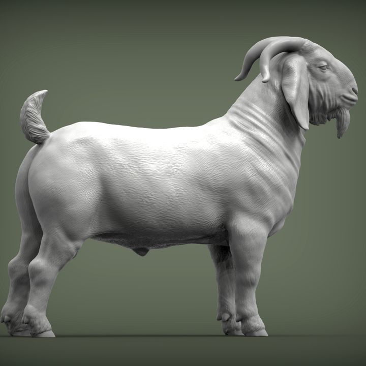 3D Printable Boer Goats male by Alexander3dart